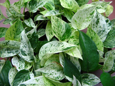 Scindapsus 'Marble Queen' 14cm (97400) 14cm - Big Jims Garden Centre