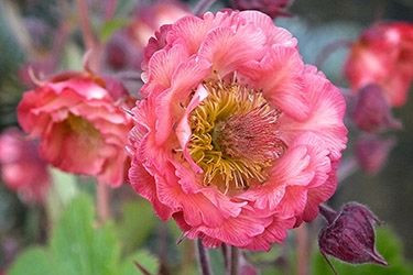 Geum 'Pink Petticoats' 14cm - Big Jims Garden Centre