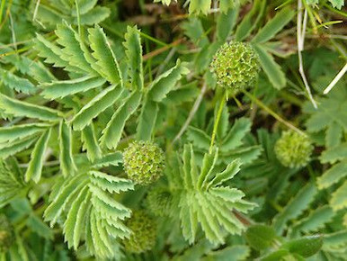 Acaena minor 'Antarctica' 2L - Big Jims Garden Centre