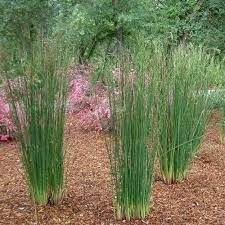 Juncus pallidus GOL - Big Jims Garden Centre