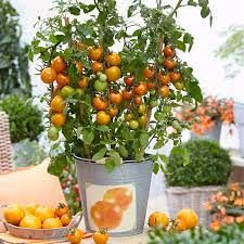 Tomato 'Tutti Frutti Mandarin' 17cm - Big Jims Garden Centre