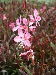 Gaura 'Ballerina Rose' 14cm - Big Jims Garden Centre