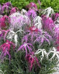 Dianthus 'Dancing Geisha' 2L - Big Jims Garden Centre