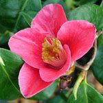 Camellia japonica 'Unryu' 10cm - Big Jims Garden Centre