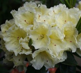 Rhododendron 'Meadow Lemon' 8L - Big Jims Garden Centre