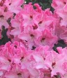 Rhododendron 'Pink Walloper' 8L - Big Jims Garden Centre