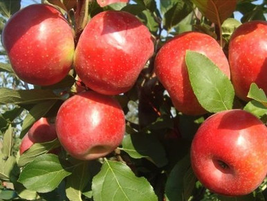 Apple 'Ariane' PB18 - Big Jims Garden Centre