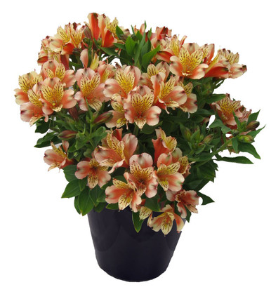 Alstroemeria 'Inca Candy' 2.5L (96272) 14cm (101391) 14cm - Big Jims ...