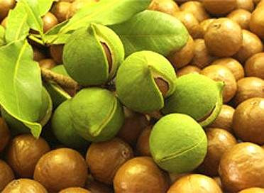 Macadamia 'Beaumont' 3.3L - Big Jims Garden Centre