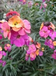 Erysimum 'Mutabile' 14cm - Big Jims Garden Centre