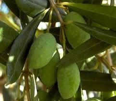 Olive 'Barnea' - Standard 35L - Big Jims Garden Centre
