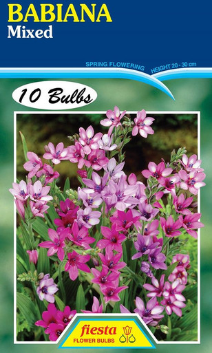 Babiana 'Mixed' 10 - Big Jims Garden Centre