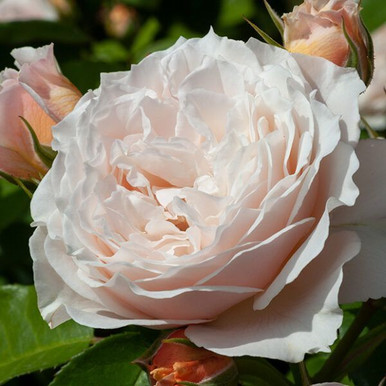 Rose 'A Moment In Time' - Pati 4.7L - Big Jims Garden Centre