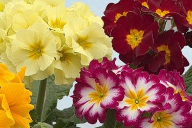 Primula 'F1 Sibel Mix' 12cm - Big Jims Garden Centre
