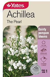 Yts Achillea The Pearl - 1 - Big Jims Garden Centre