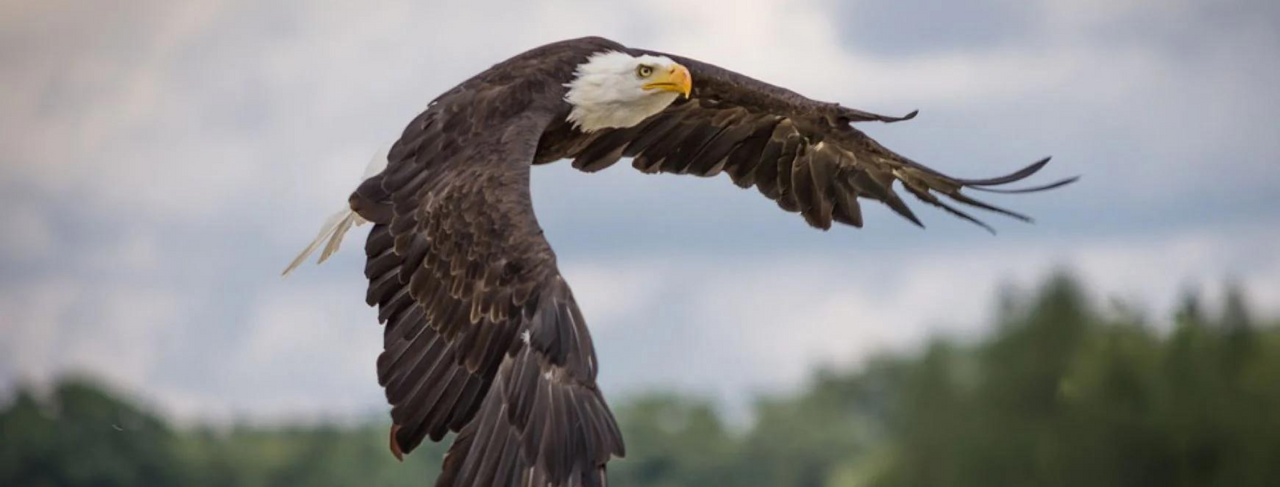 National American Eagle Day | Did You Know? - Eagle Mountain Flag