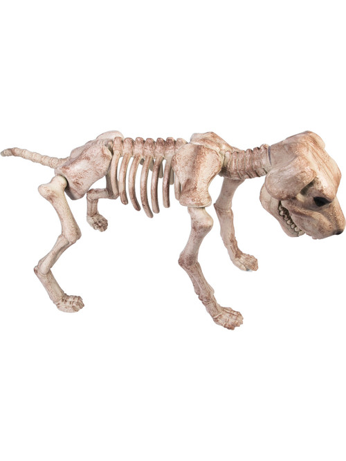 Large Dog Skeleton