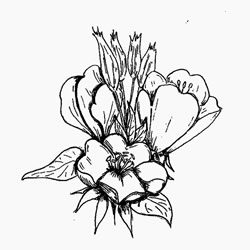 Abyssinian oil a luxurious and light skin oil which can be spray applicated