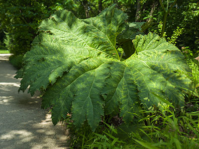 Burdock Root wildcrafting and harvesting for cosmetic use ...