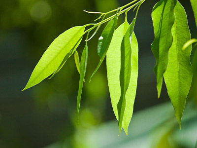 Product found in eucalyptus citradora could kill coronavirus, military study shows ...