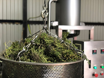 Thyme Essential Oil Distillation, British Thyme Oil - Naturallythinking