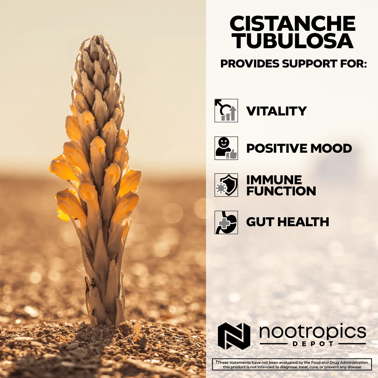 Buy Cistanche tubulosa Powder | Cistanche Benefits and Uses
