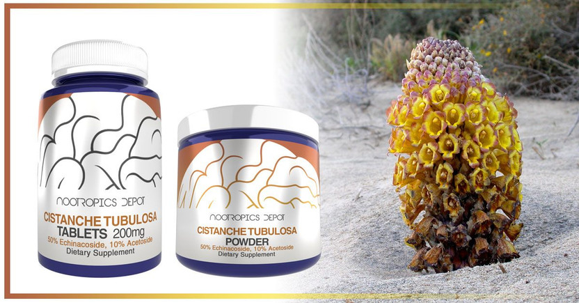 Cistanche | More Than Just A Testosterone Supplement - Nootropics Depot