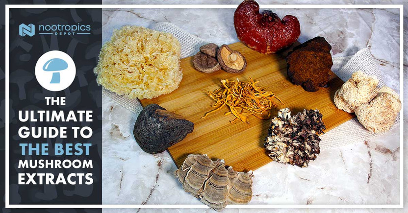 The Ultimate Guide To The Best Mushroom Extracts - Nootropics Depot