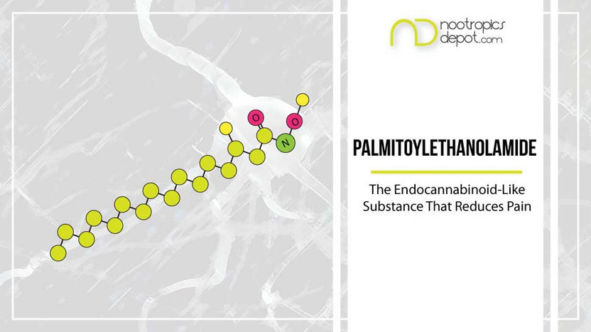 Palmitoylethanolamide and its Pain Management Benefits - Nootropics Depot