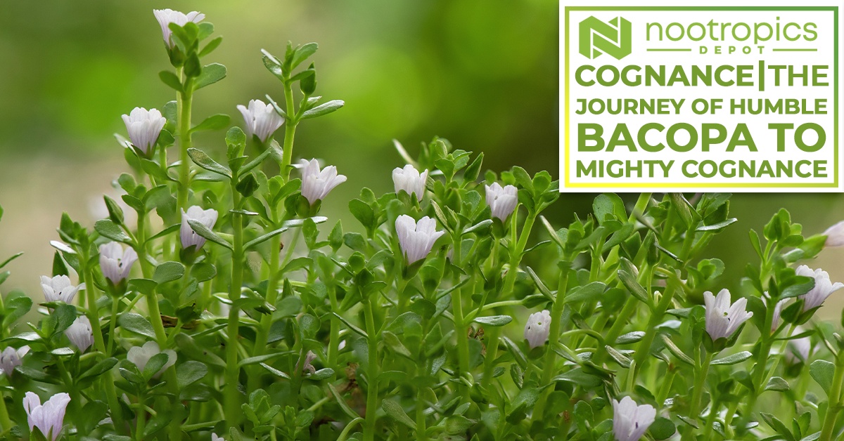 Cognance | Bacopa Reimagined | The Journey Of Humble Bacopa To Mighty ...