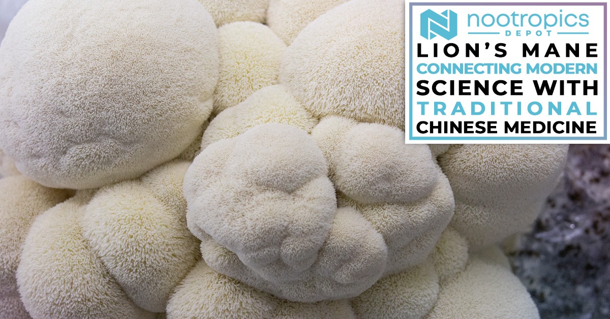 Lion’s Mane Mushroom: The Journey To Connect Modern Science With Traditional Chinese Medicine ...
