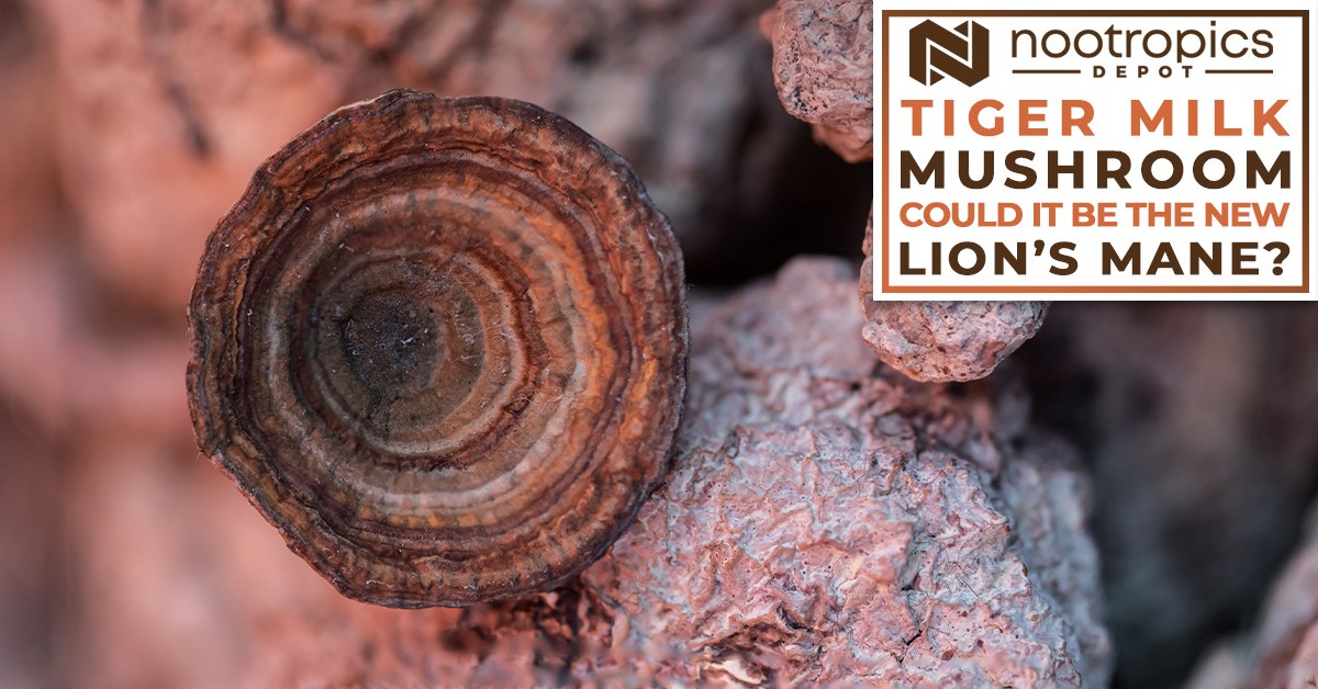 Tiger Milk | Could It Be The New Lion's Mane? | This Rare Malaysian ...