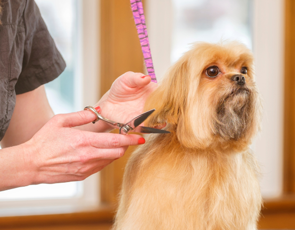 What You Need to Open a Grooming Salon - Love Groomers