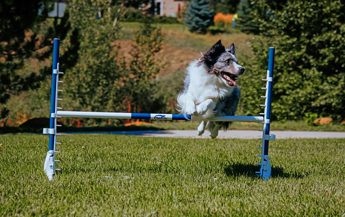 Featured Paws: Allison Skufca & Oakley - J&J Dog Supplies