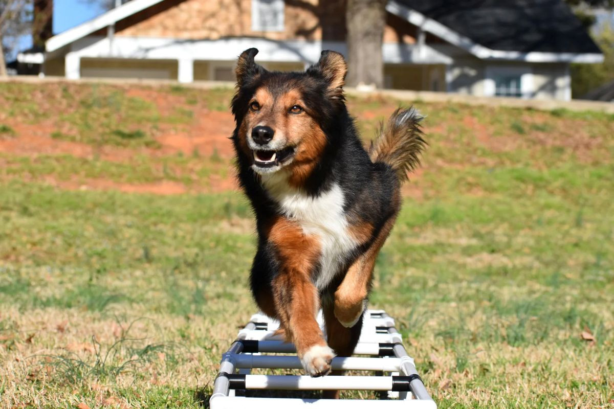 Better Sporting Dogs Agility Ladder | Agility Training | J&J Dog Supplies