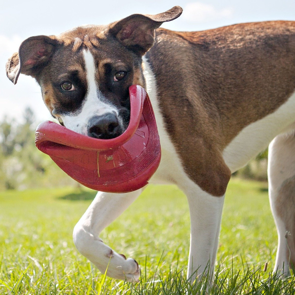 KONG™ Flyer | Flexible Rubber Dog Toys | J&J Dog Supplies