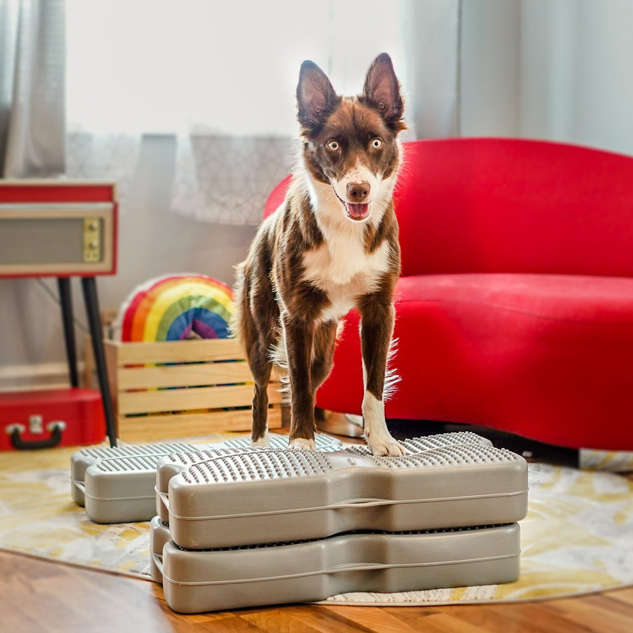KLIMB Propel Air Platform | Balance Training For Dogs | Dog Conditioning
