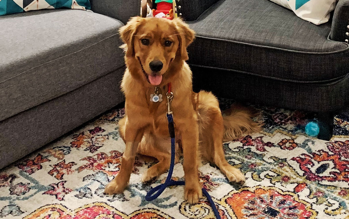 Featured Paws: Vicky Woodruff & Ellie - J&J Dog Supplies