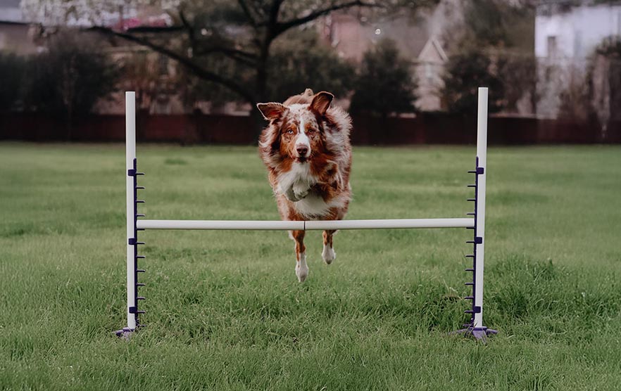 Obedience Jump Equipment: High Jump, Bar Jump, and Broad Jump ...