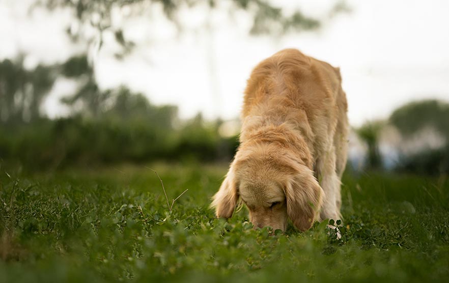 Scent Containers for AKC Scent Work: Types and Uses - J&J Dog Supplies
