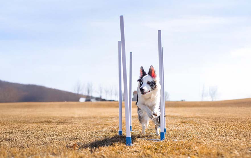 Mastering Weave Pole Training: Techniques to Make Your Dog a Champion ...