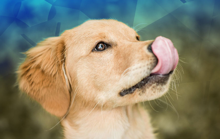 What to Know About Dog Treats & Supplements - J&J Dog Supplies