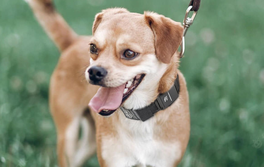 Modular Collar Mount: The Versatile Accessory For Your Dog Collar - J&J ...