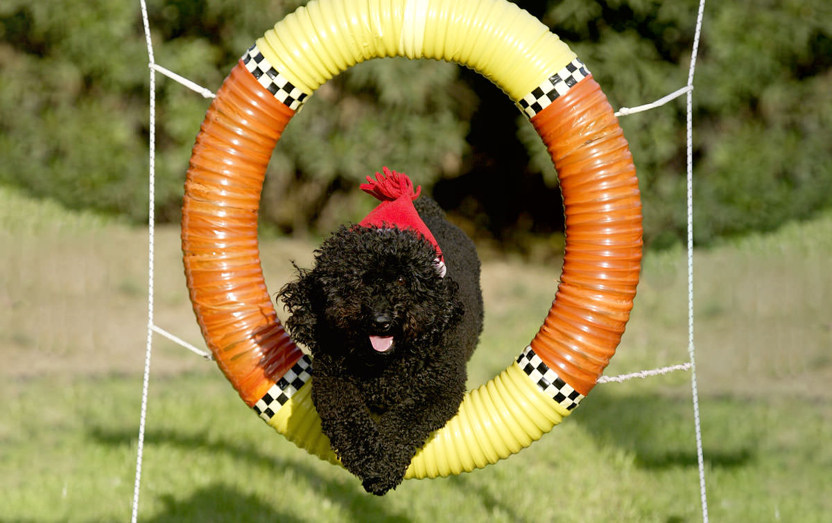 Featured Paws: Susan Hartzler & Baldwin - J&J Dog Supplies