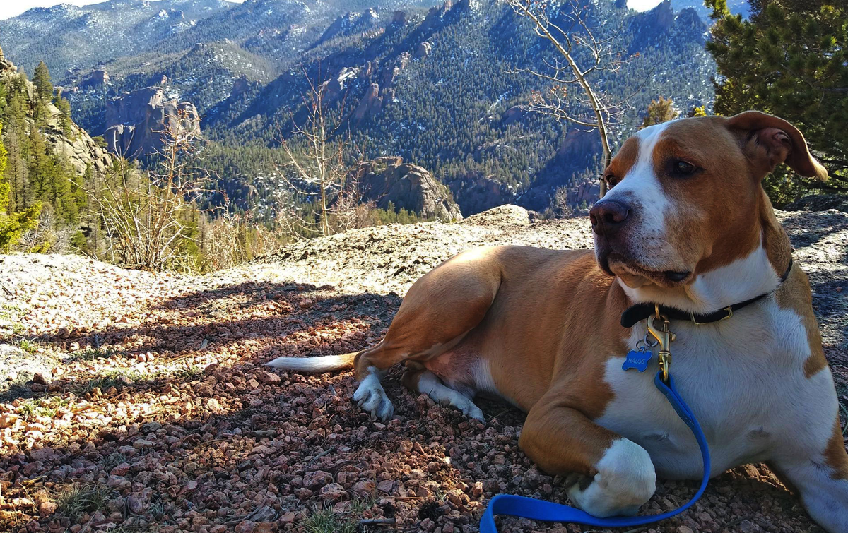 Featured Paws: Kevin Khalid & Hauss - J&J Dog Supplies