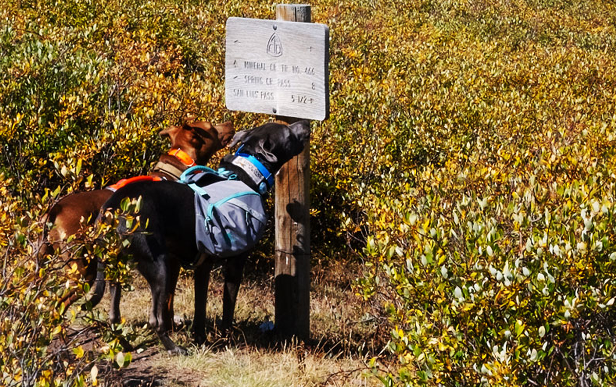 Featured Paws: Tif Holmes w/ Japhy & Hazel - J&J Dog Supplies