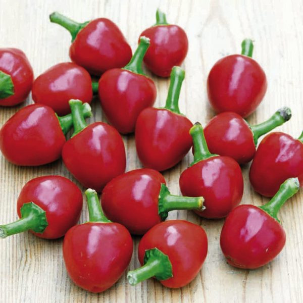 Cherry Bomb Chilli Seeds by CHILLIESontheWEB