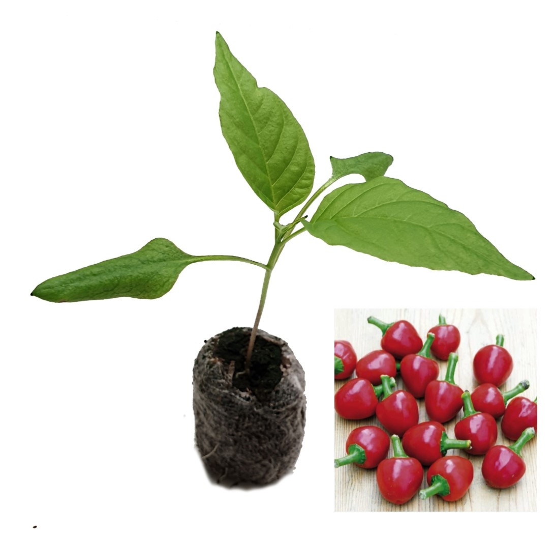 Cherry Bomb Chilli Seeds by CHILLIESontheWEB