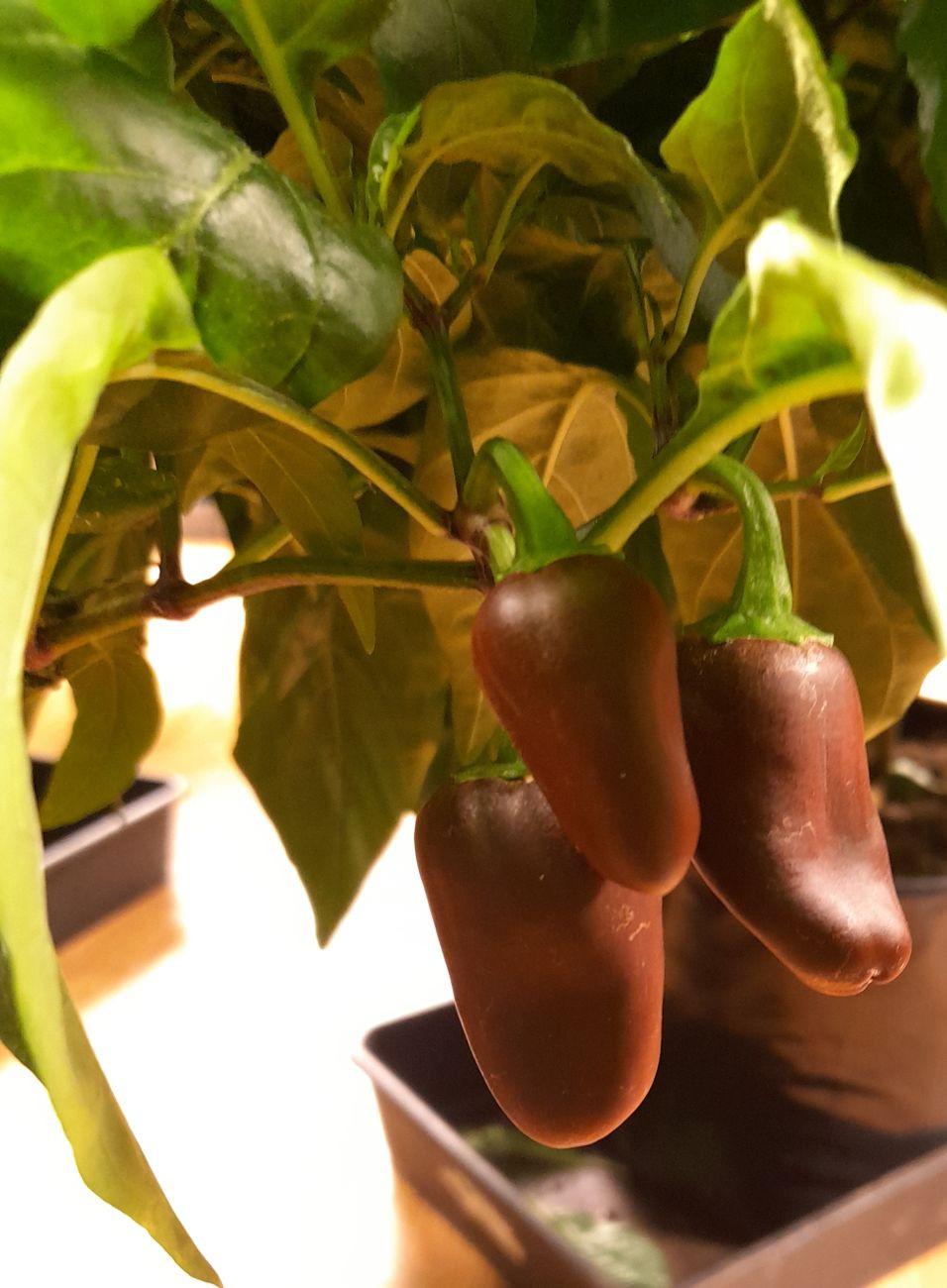 Jalapeno Brown Chilli Seeds By CHILLIESontheWEB