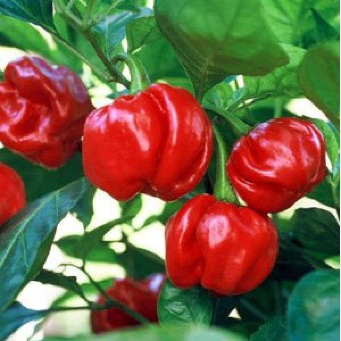 Congo Red Chilli Seeds | Chillies on the Web